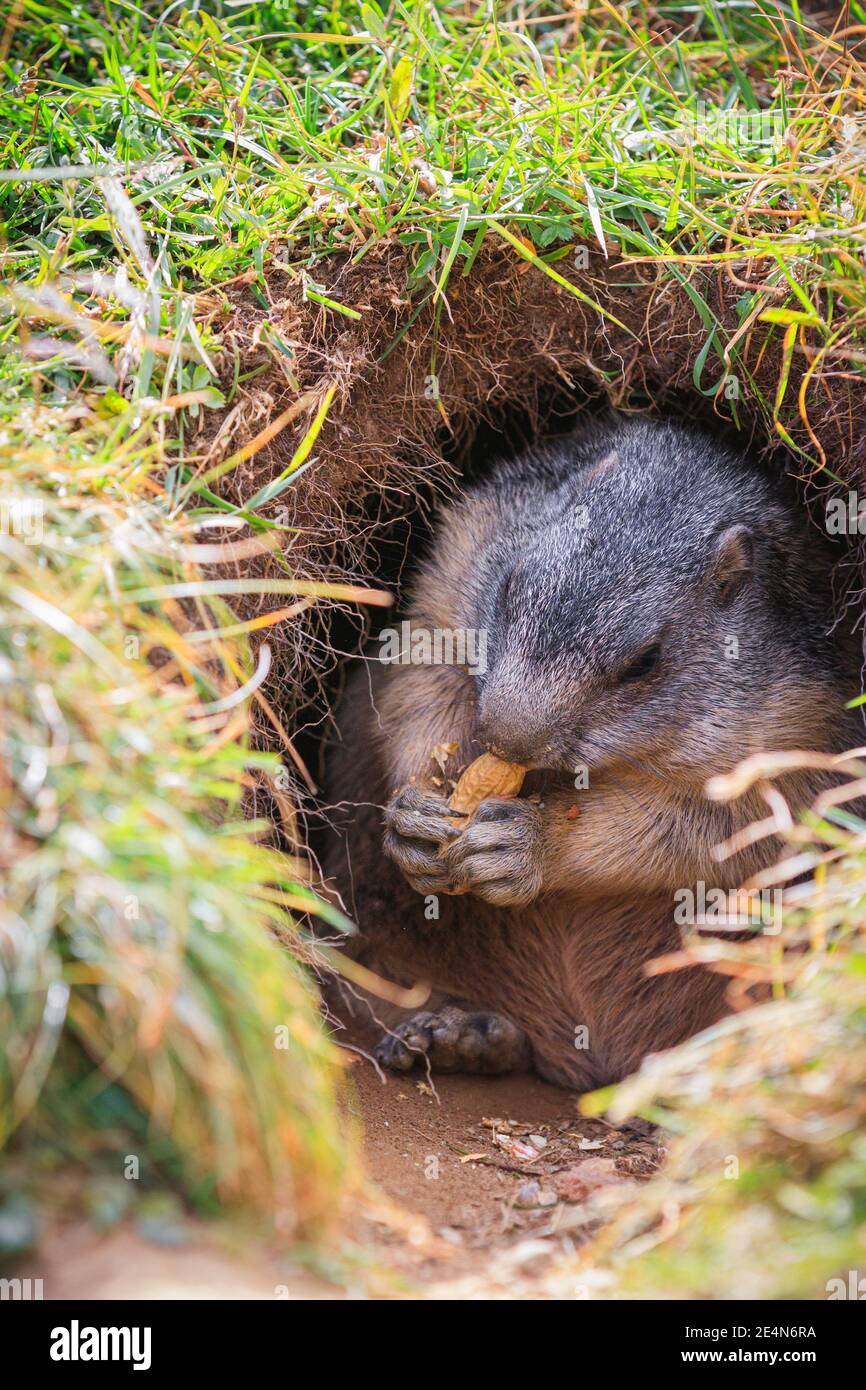 Marmot Marmota is eating in the swiss alps, getting food get feed ...