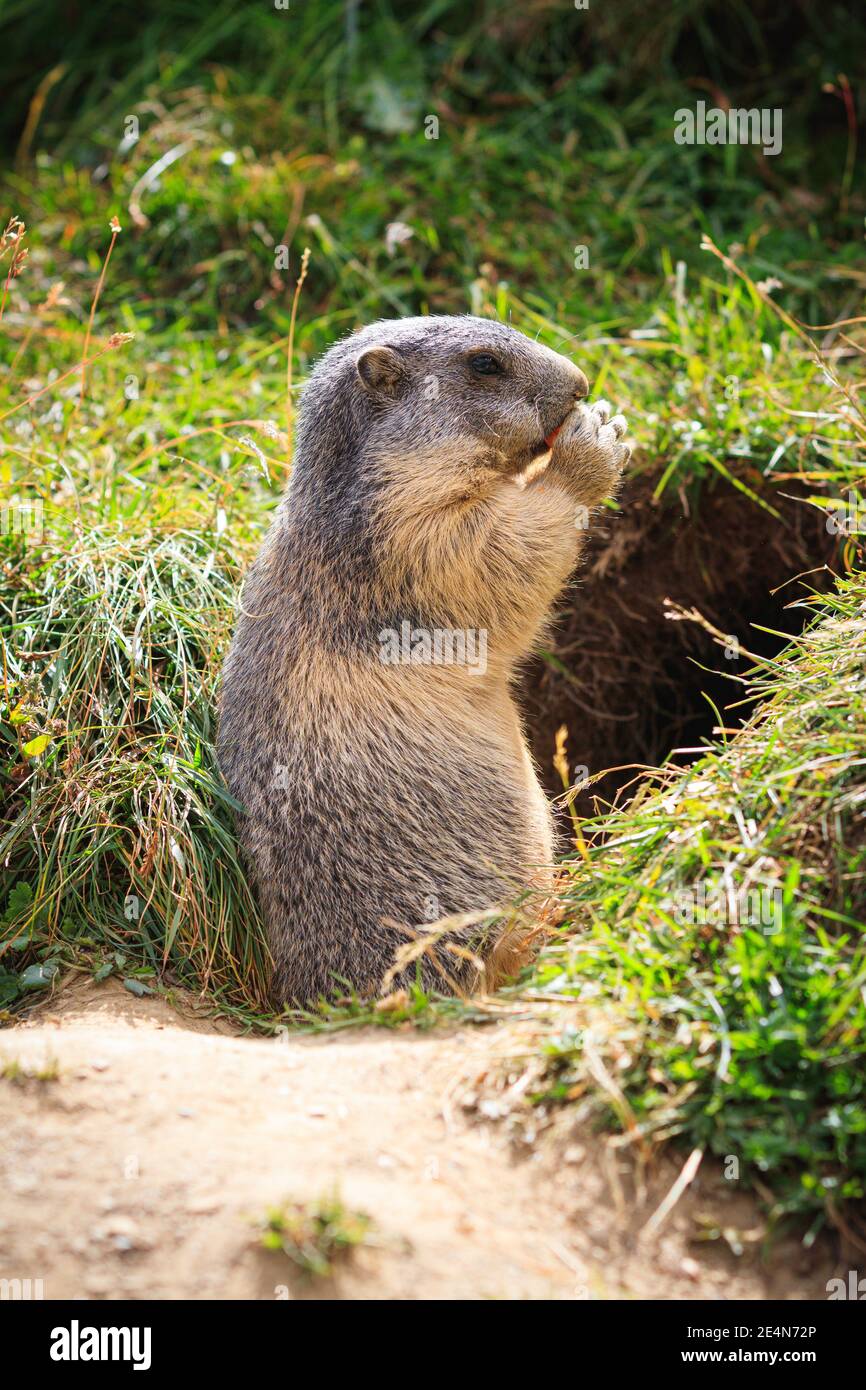 Mankei hi-res stock photography and images - Alamy