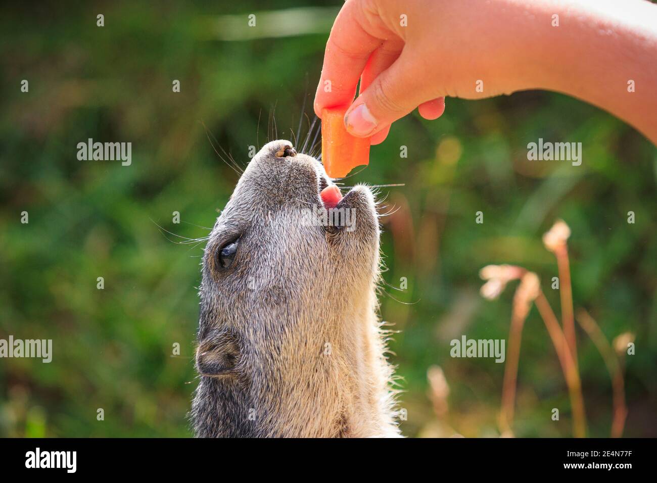 Munggen hi-res stock photography and images - Alamy