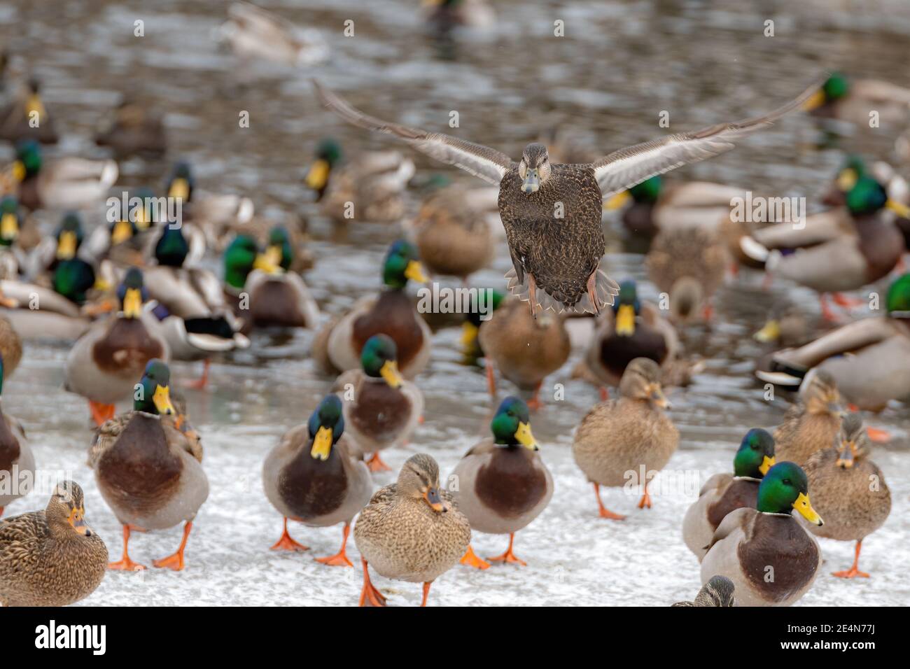 Viewer fly flying hi-res stock photography and images - Alamy