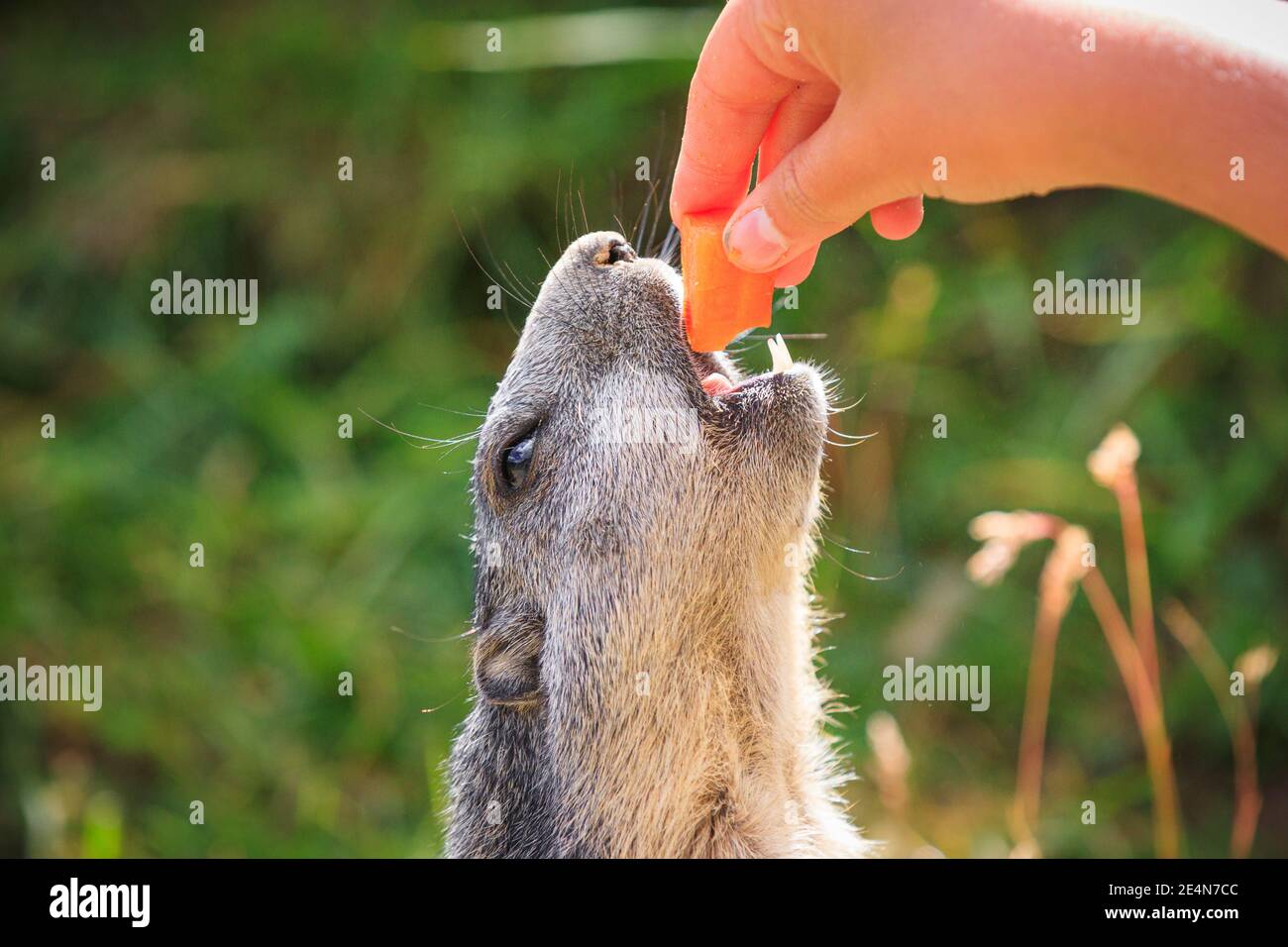 Cave people eating hi-res stock photography and images - Alamy