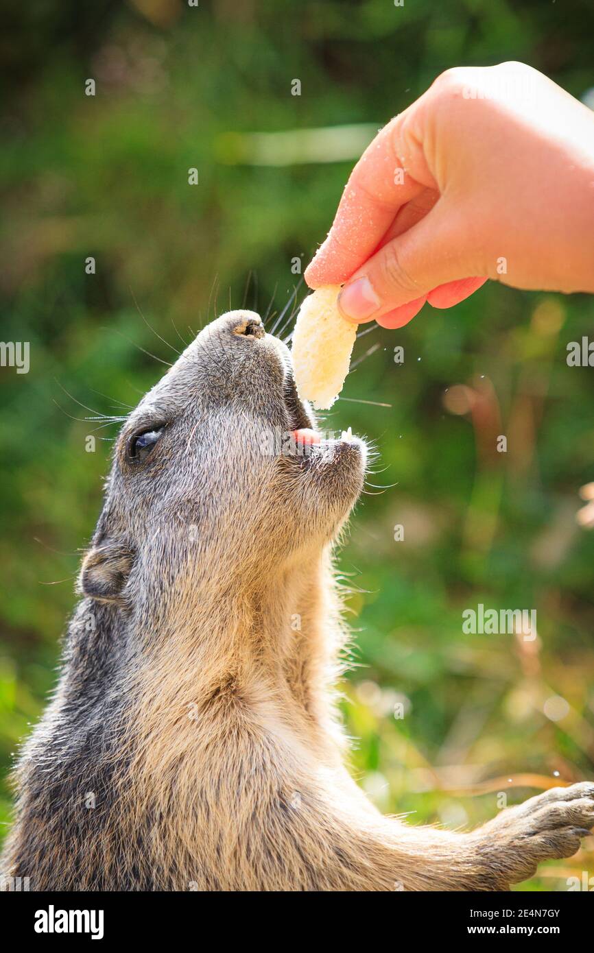 Cave people eating hi-res stock photography and images - Alamy