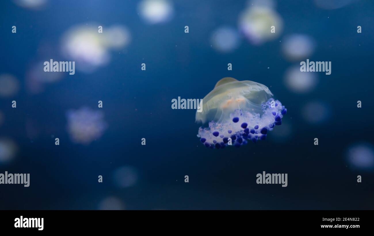 A jellyfish in a clear ocean water Stock Photo - Alamy