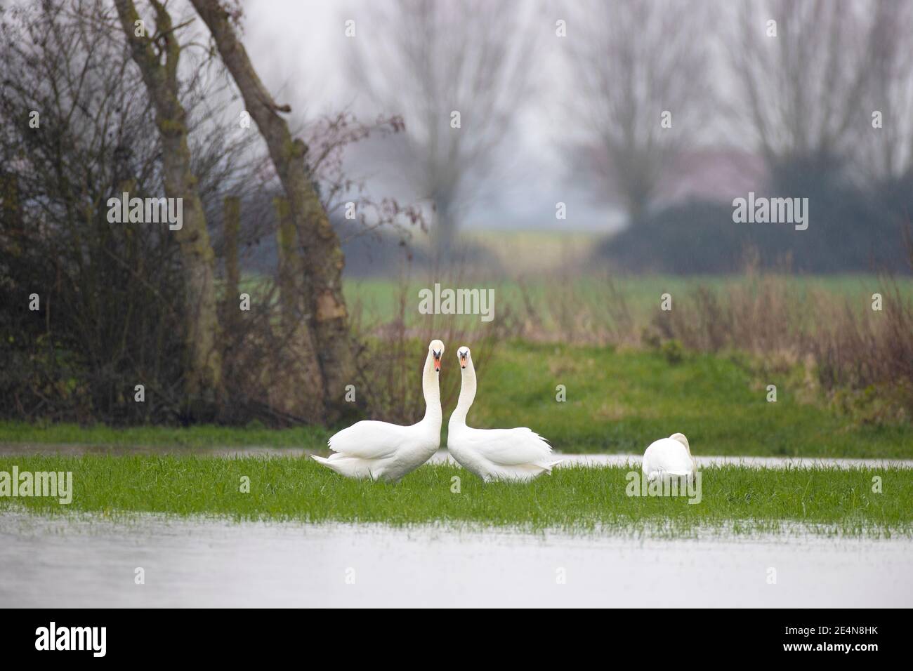 Swan territorial behaviour hi-res stock photography and images - Alamy