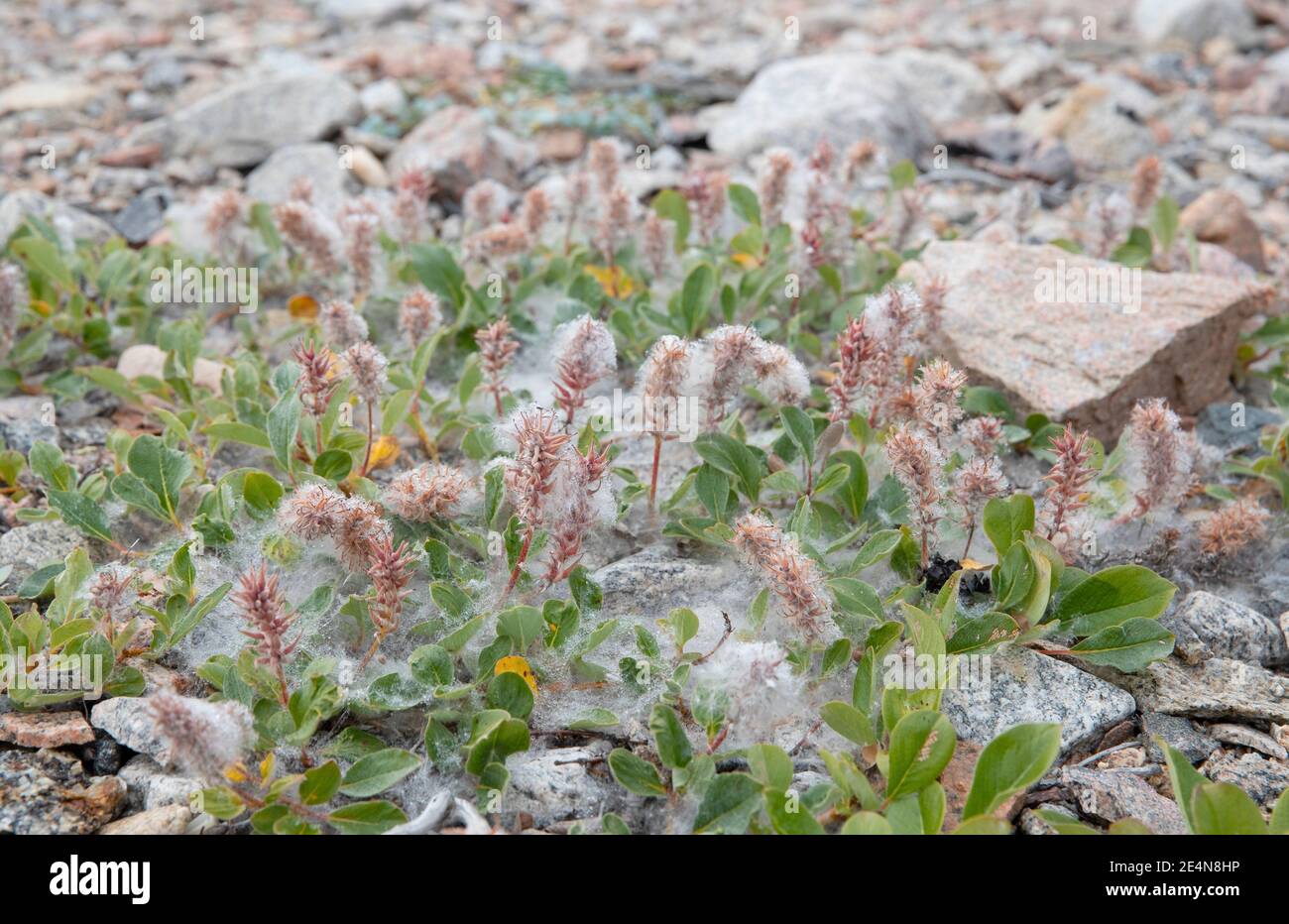 Arctic Willow With Snow