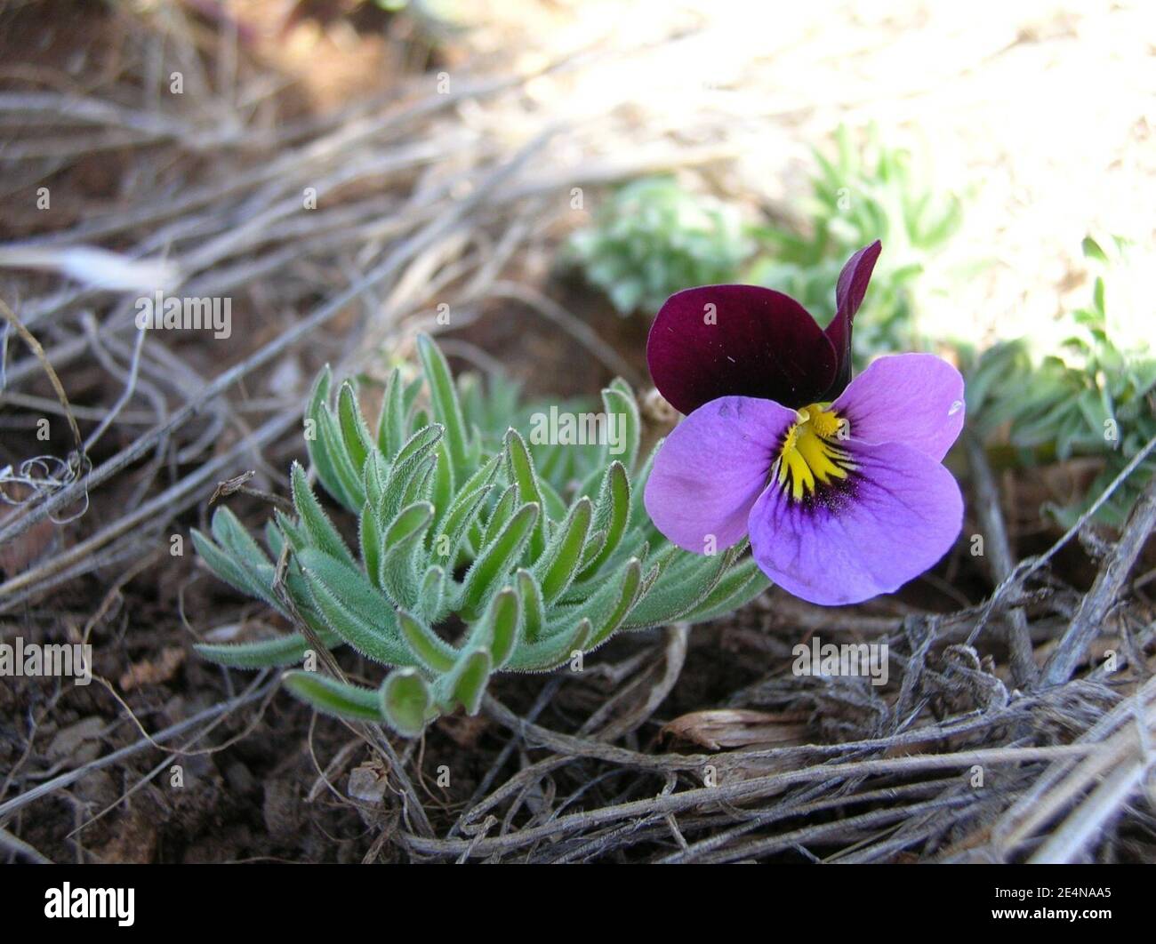 MDF Viola beckwithii 01 Stock Photo - Alamy