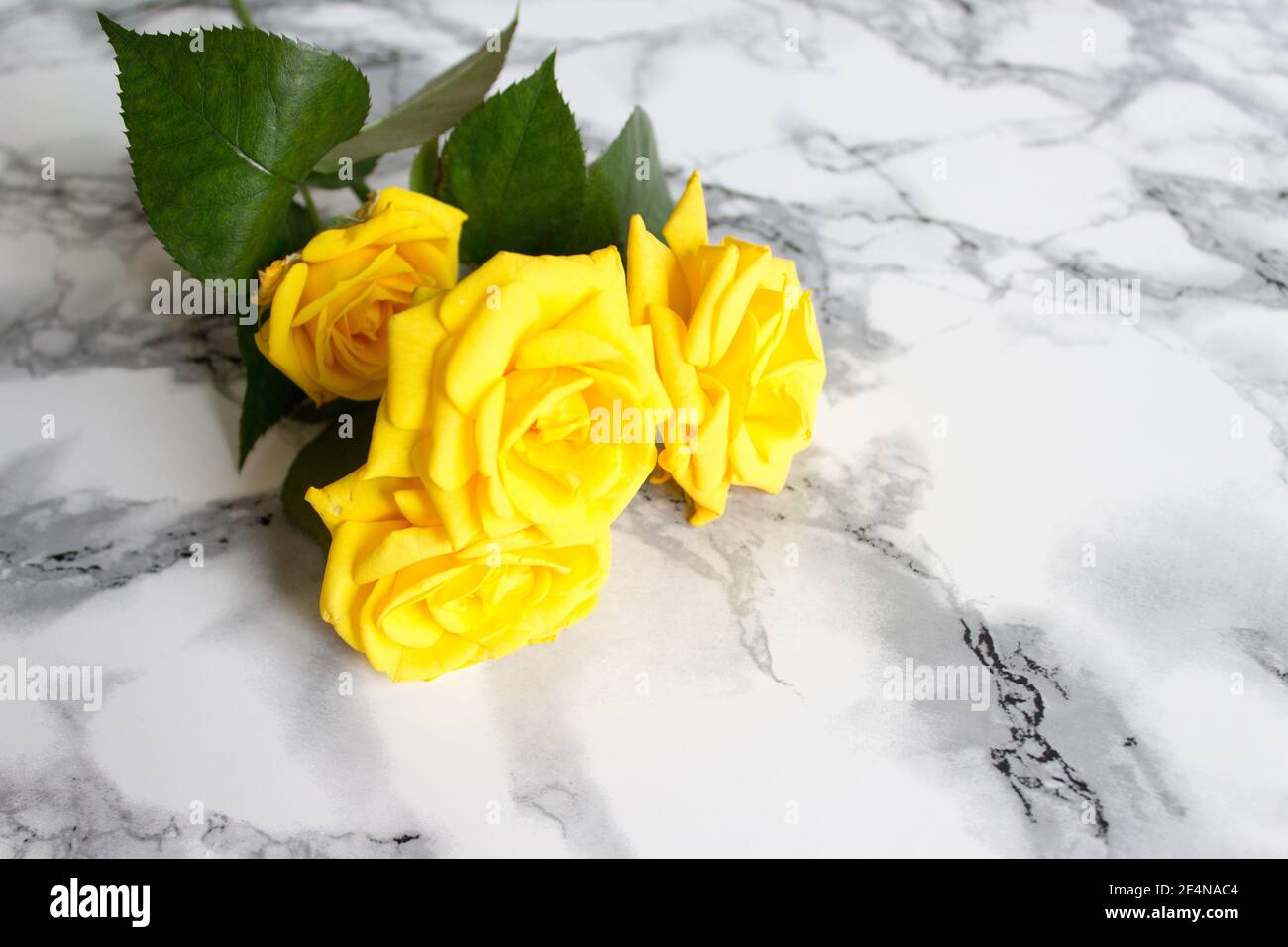 Yellow roses on white marble background. marble texture with a natural ...