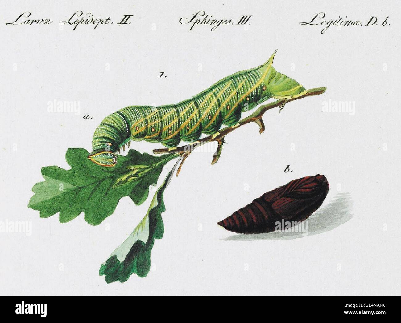 Marumba quercus hi-res stock photography and images - Alamy