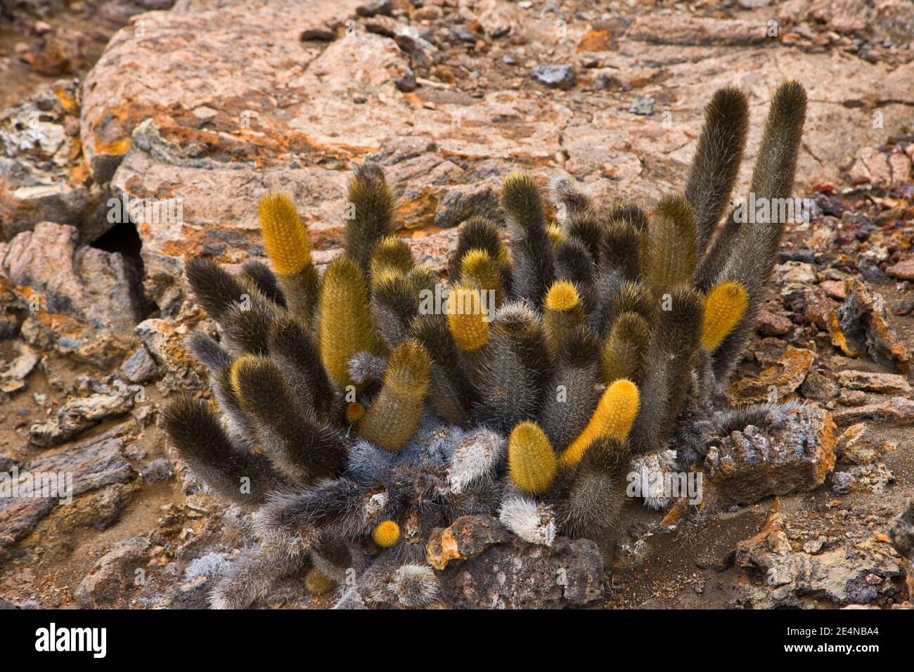 Cactus de lava, Isla Bartolome, Islas Galapagos, Ecuador Stock Photo ...