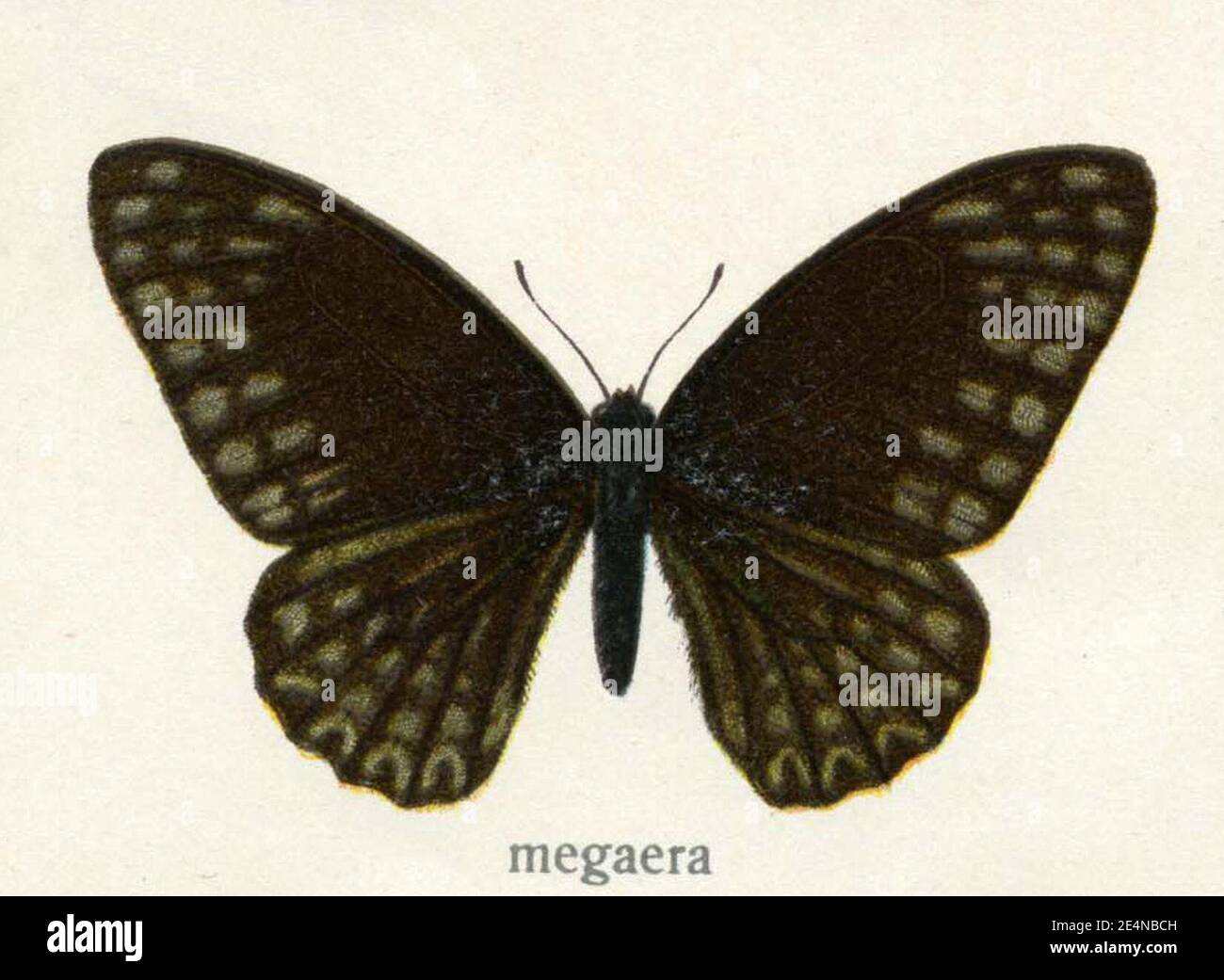 Megaera hi-res stock photography and images - Alamy