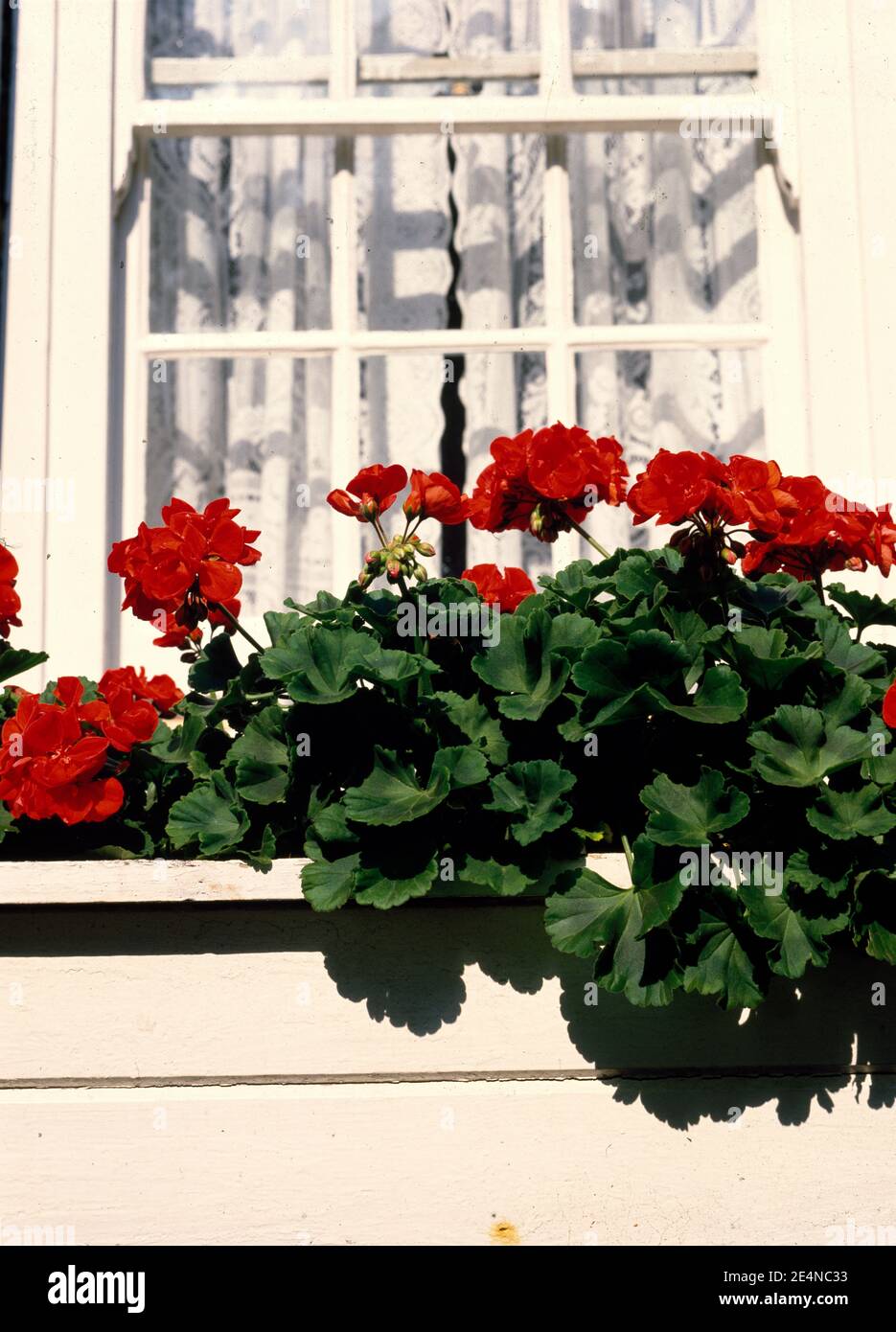 Closeup of lace curtained window with red geranium filled windowbox ...