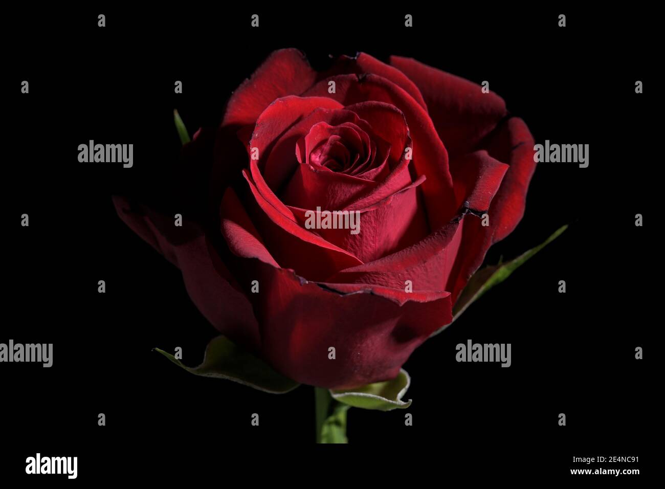 Dark red rose flower against a black background with copy space ...