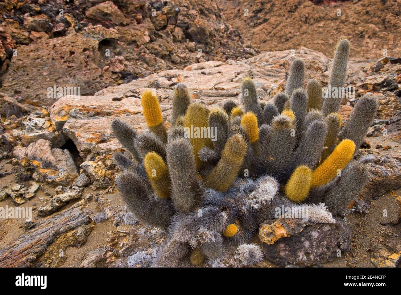 Cactus de lava, Isla Bartolome, Islas Galapagos, Ecuador Stock Photo ...