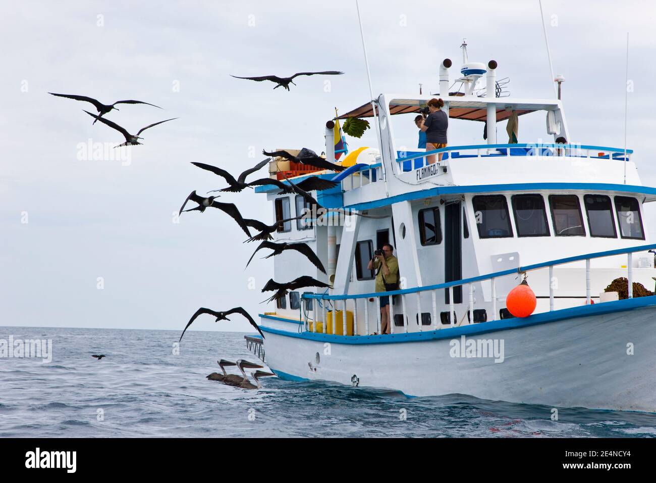 Fragatas, Islas Galápagos, Ecuador Stock Photo - Alamy