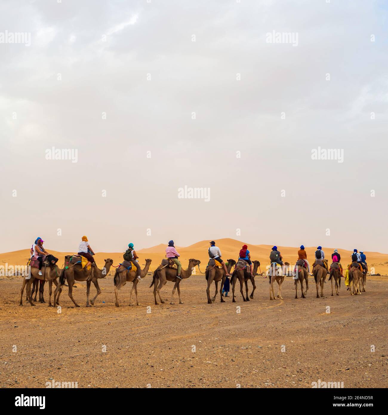 A line of camels with tourists set off for a ride in the dunes of ...