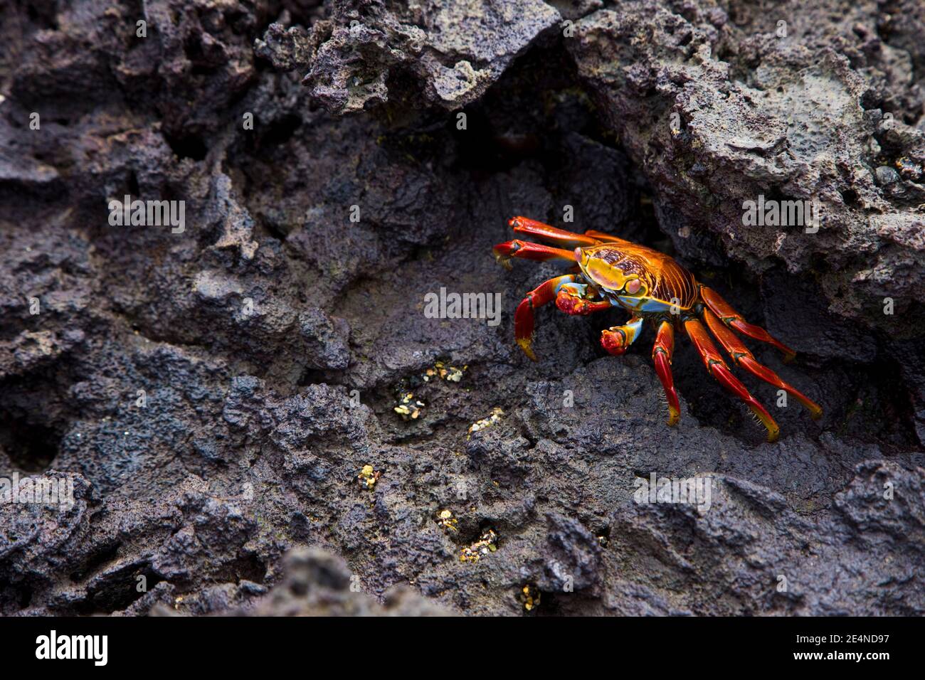 Zayapa o abuete negro (Grapsus grapsus). Parque Nacional Islas ...