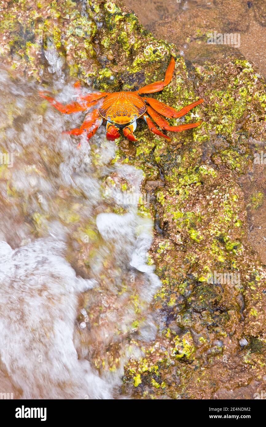 Ecuador. Parque Nacional de las Islas Galapagos. Zayapa (Grapsus ...