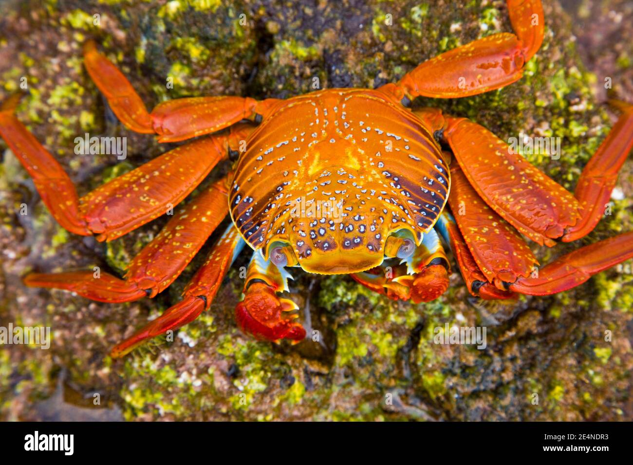 Ecuador. Parque Nacional de las Islas Galapagos. Zayapa (Grapsus ...