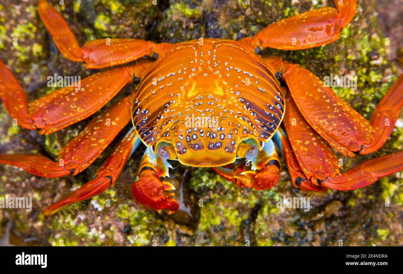 Ecuador. Parque Nacional de las Islas Galapagos. Zayapa (Grapsus ...