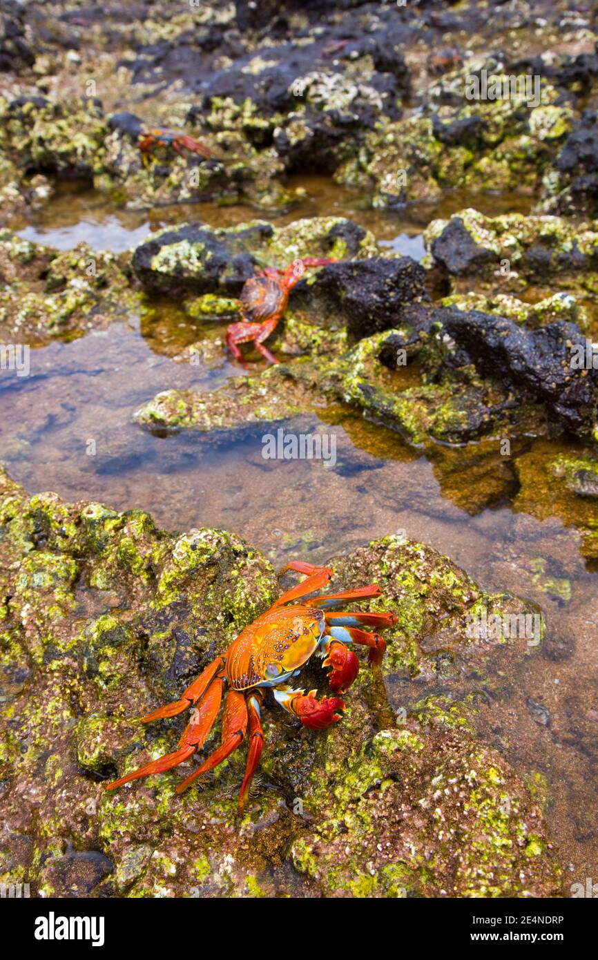 Parque nacional de las galapagos hi-res stock photography and images ...