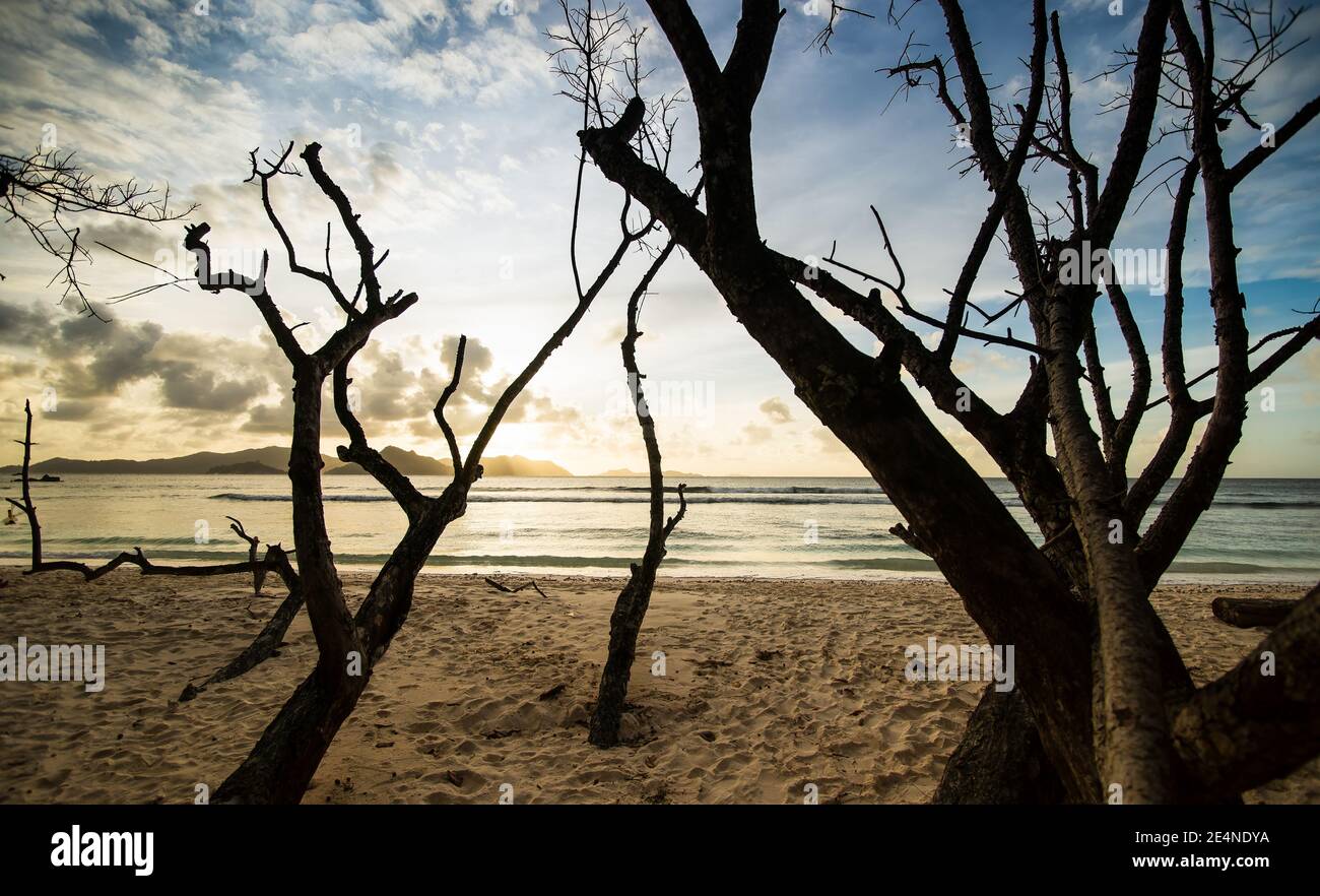 Dead trees on the beach at sunset in the Seychelles on the island of La ...
