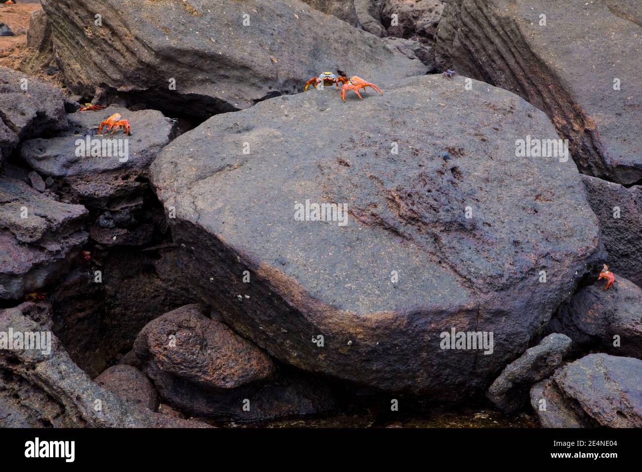 Ecuador. Parque Nacional de las Islas Galapagos. Zayapa (Grapsus ...