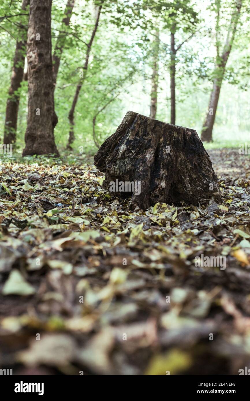 Big old dead oak tree in an oak forest hi-res stock photography and ...