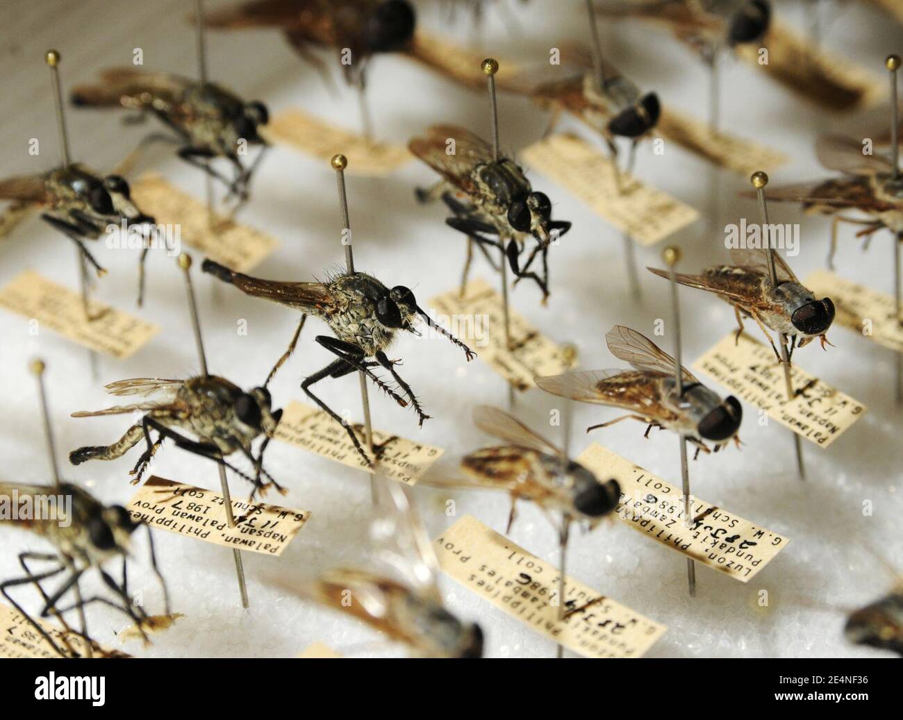 Medical entomology hi-res stock photography and images - Alamy