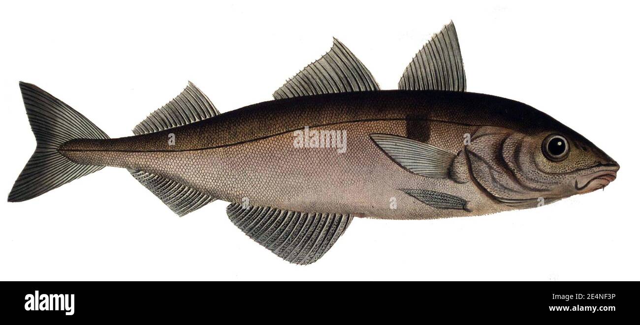 Melanogrammus hi-res stock photography and images - Alamy