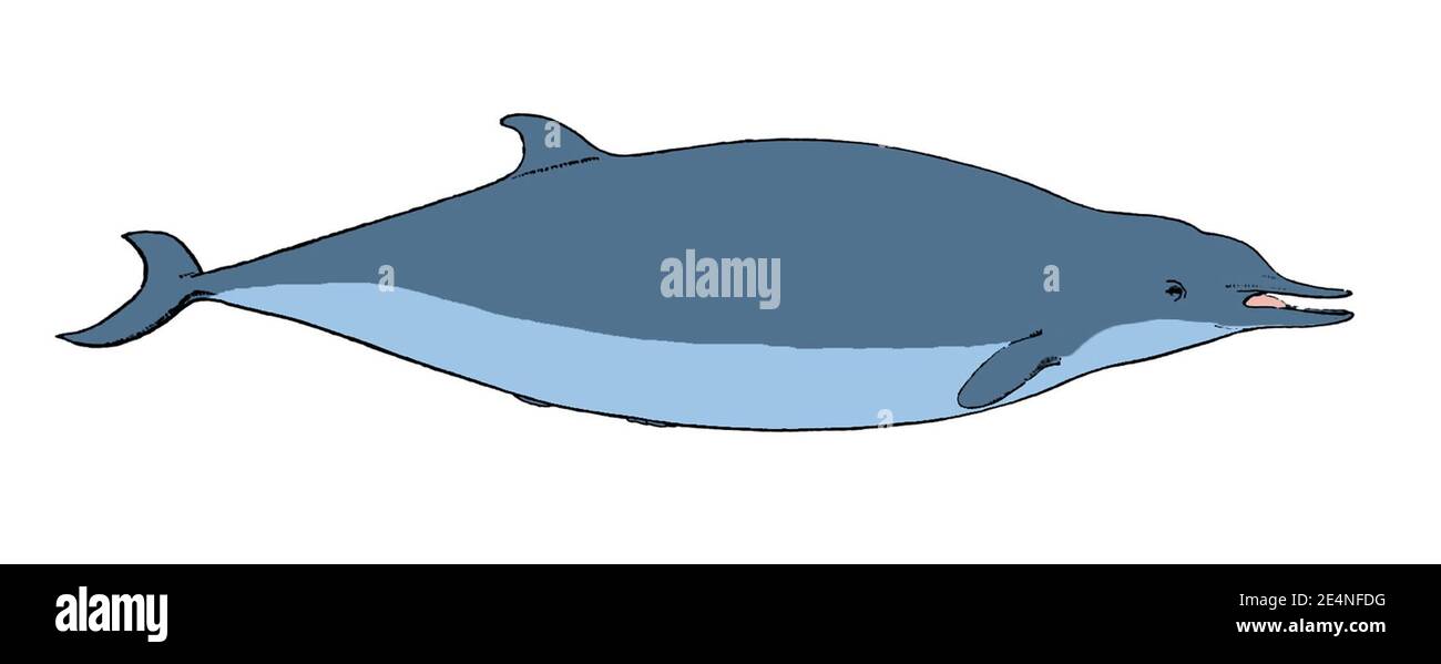 Mesoplodon hi-res stock photography and images - Alamy