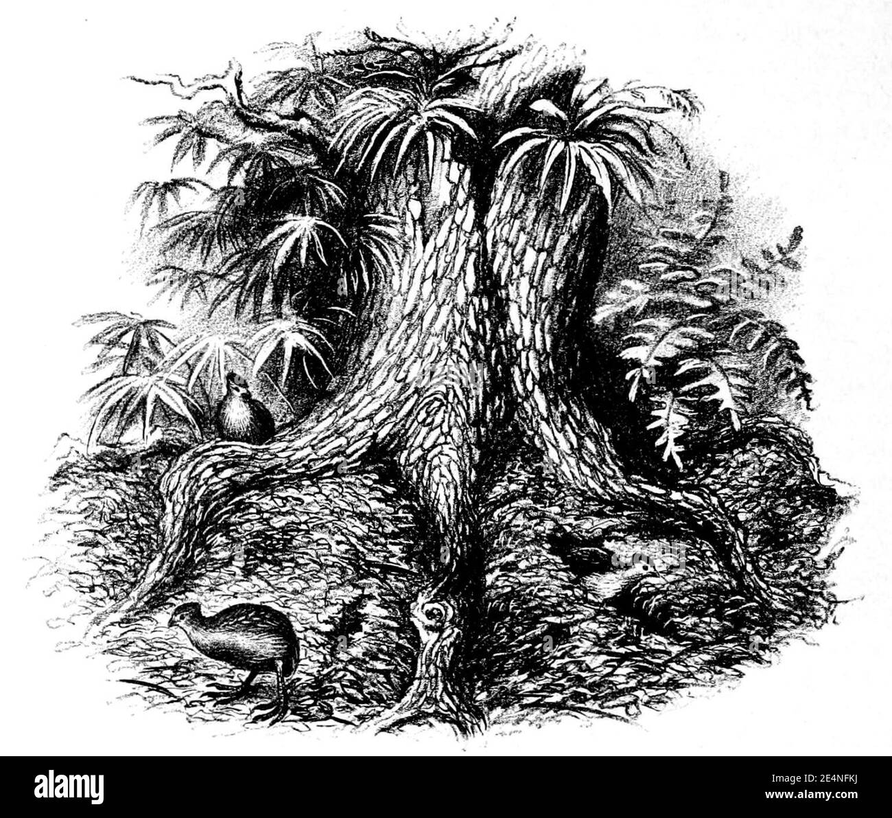 Megapode nest hi-res stock photography and images - Alamy