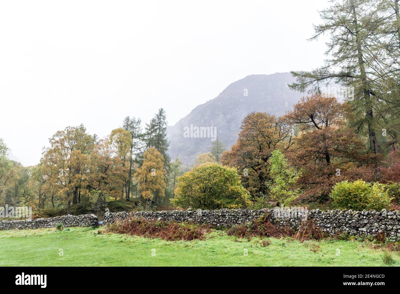 Mist in trees in autumn, Lake District, England, UK Stock Photo - Alamy