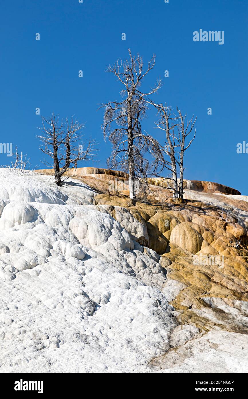 Trees caught in flow at Mammoth Hot Springs, Yellowstone National Park ...