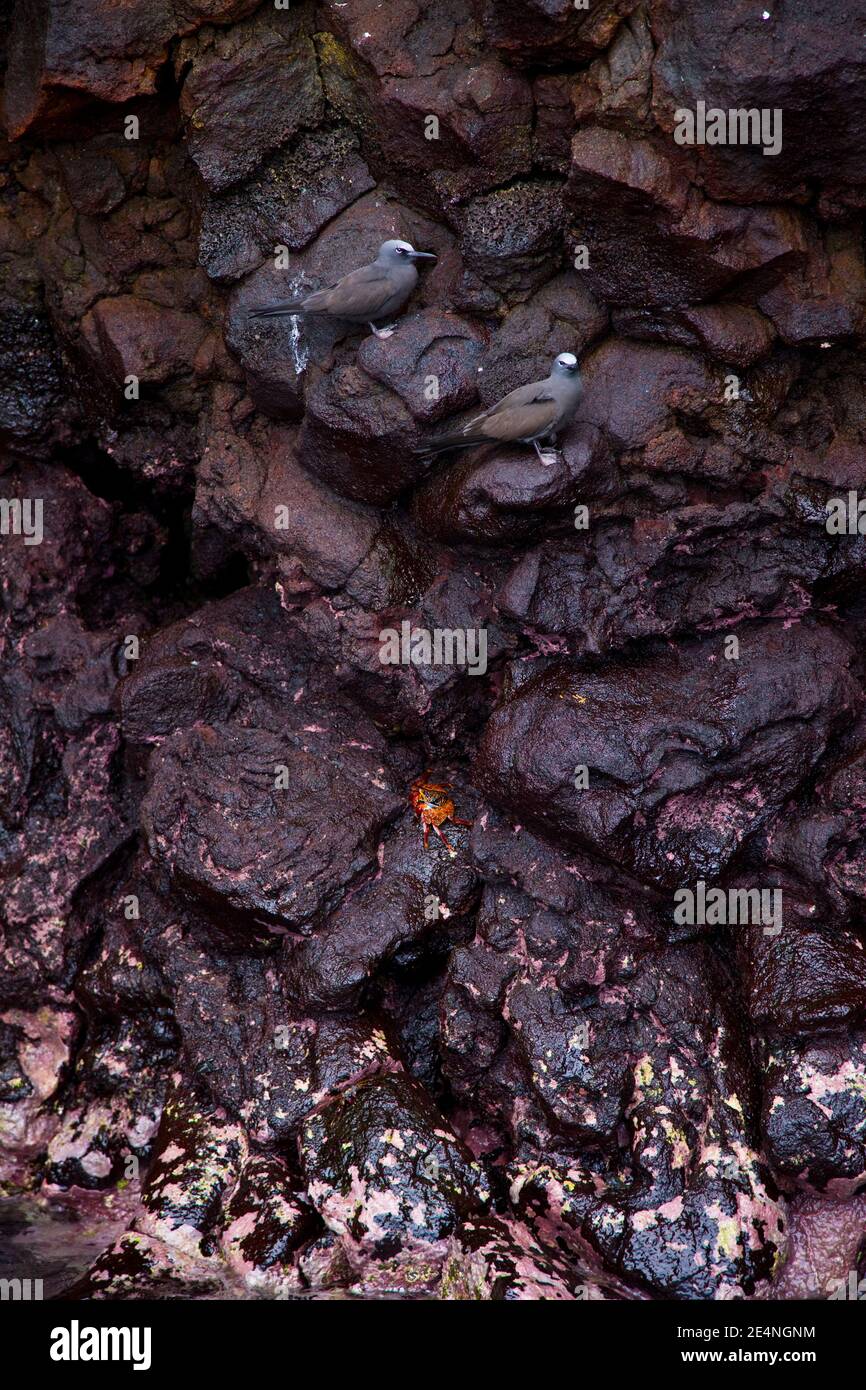 Brown Noddy or Common Noddy (Anous stolidus). Islas Galapagos, Ecuador ...