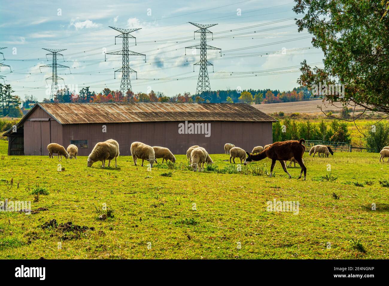Alpaca and Sheep Stock Photo - Alamy