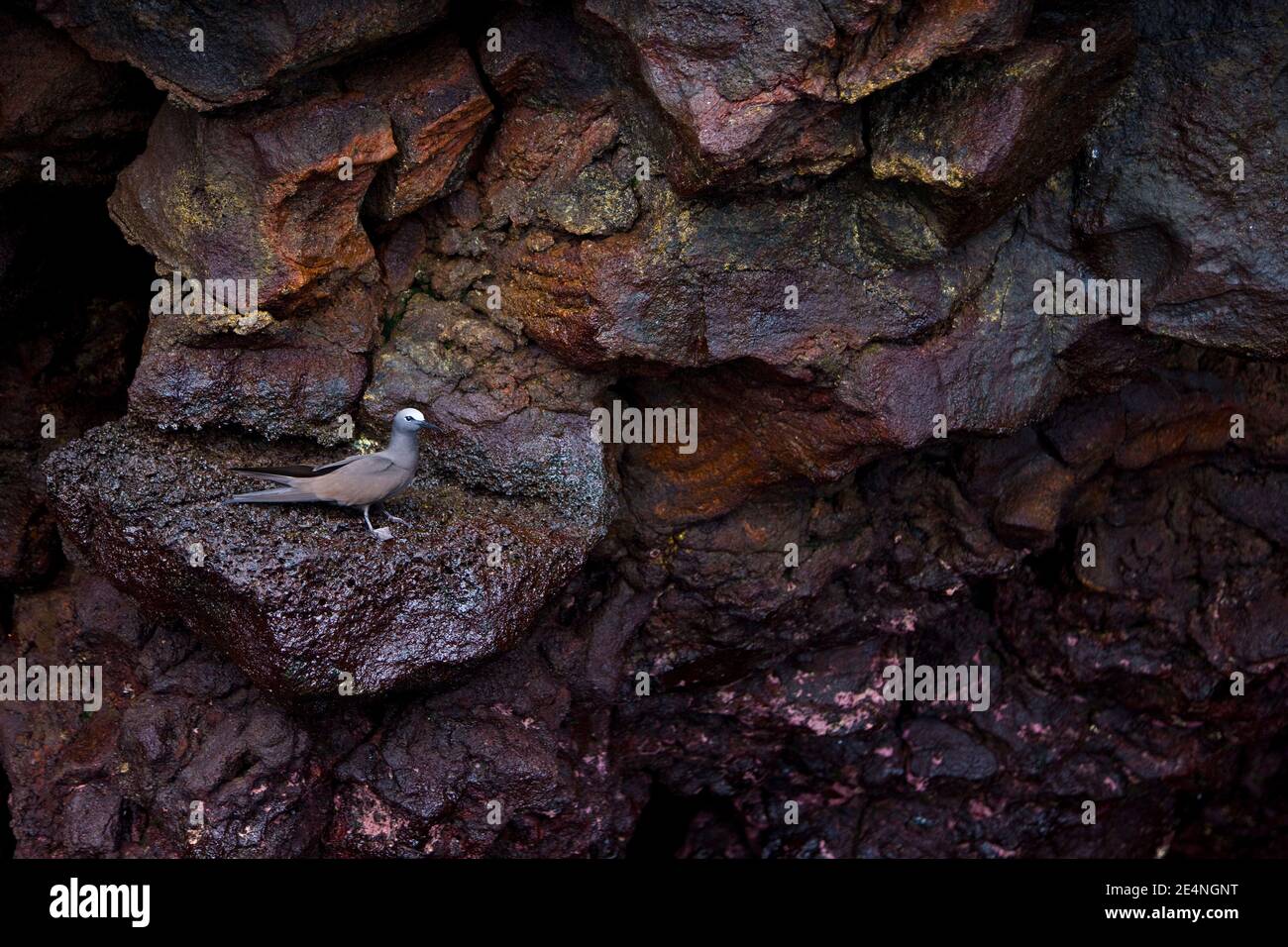 Brown Noddy or Common Noddy (Anous stolidus). Islas Galapagos, Ecuador ...