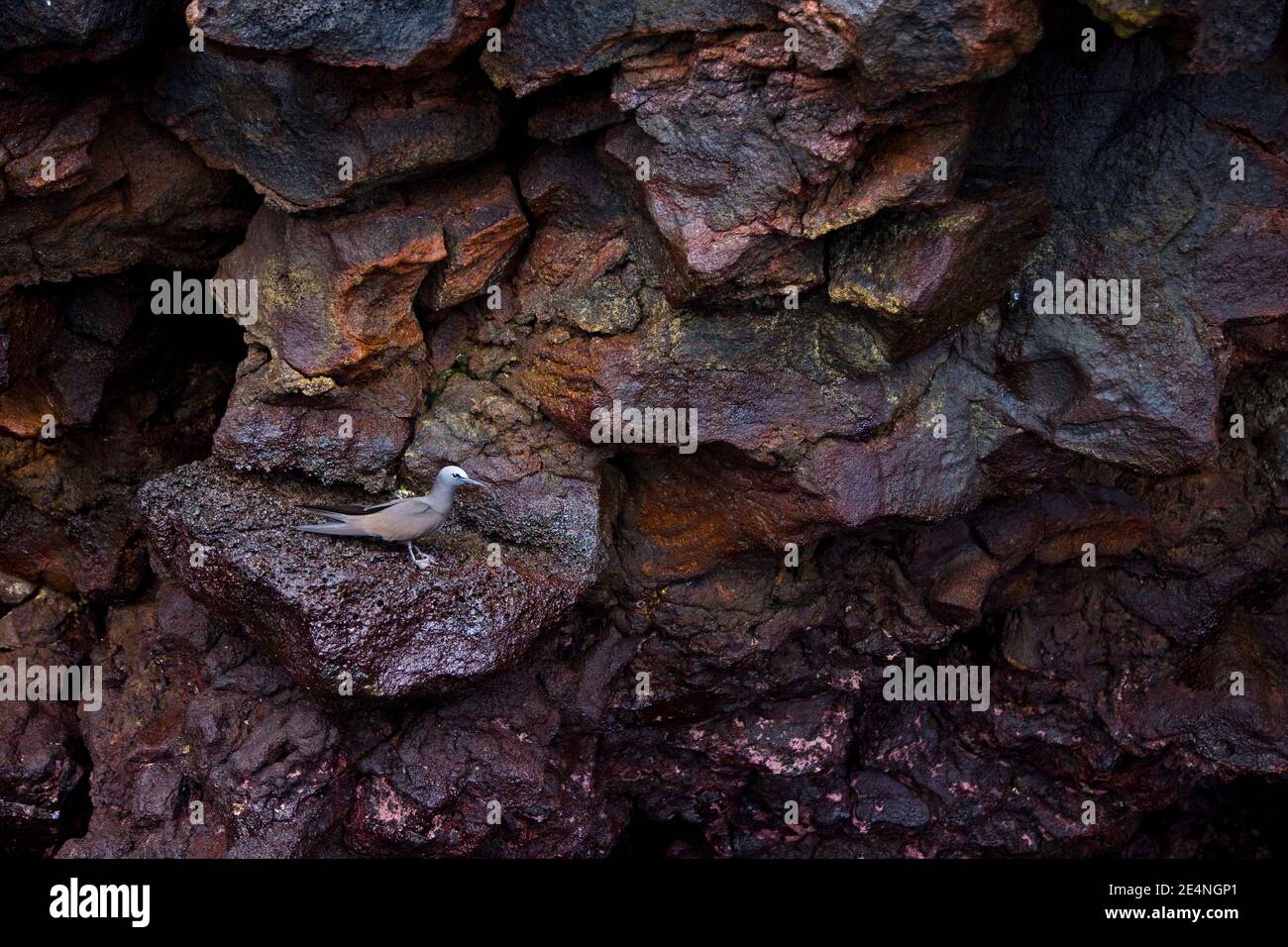 Brown Noddy or Common Noddy (Anous stolidus). Islas Galapagos, Ecuador ...