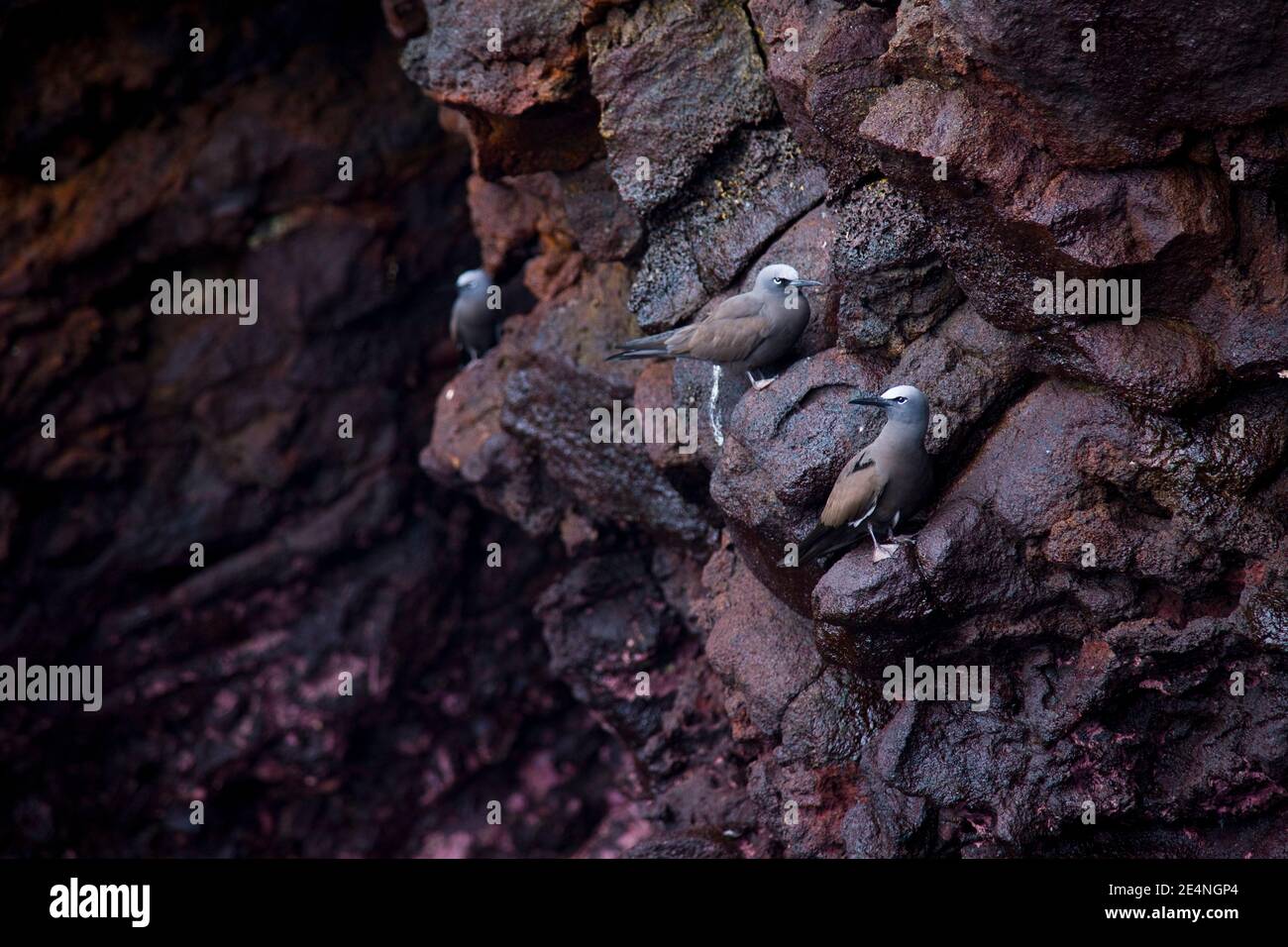 Brown Noddy or Common Noddy (Anous stolidus). Islas Galapagos, Ecuador ...