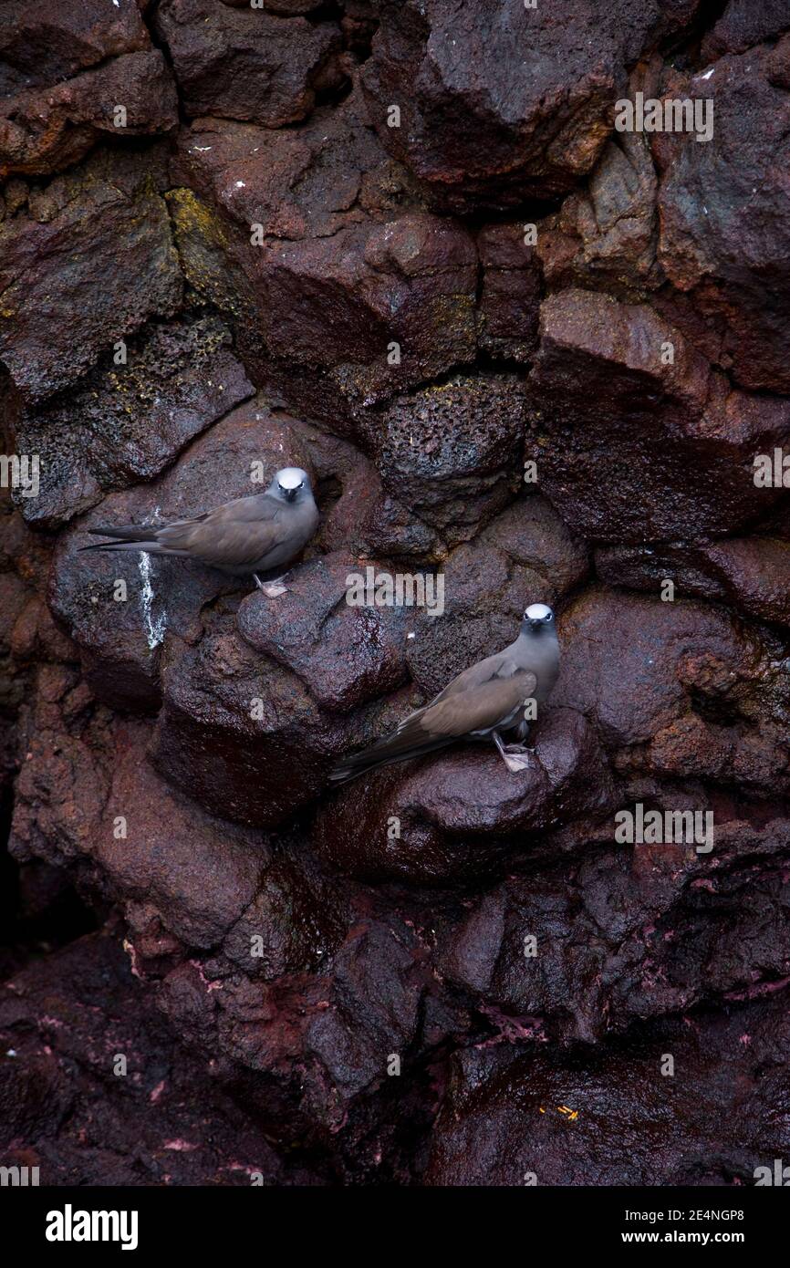 Brown Noddy or Common Noddy (Anous stolidus). Islas Galapagos, Ecuador ...
