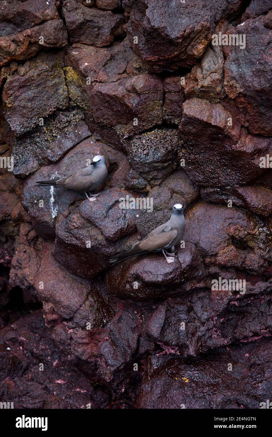 Brown Noddy or Common Noddy (Anous stolidus). Islas Galapagos, Ecuador ...