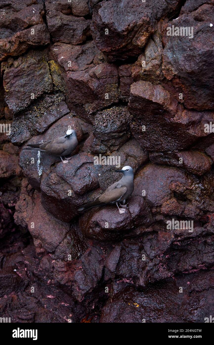 Brown Noddy or Common Noddy (Anous stolidus). Islas Galapagos, Ecuador ...