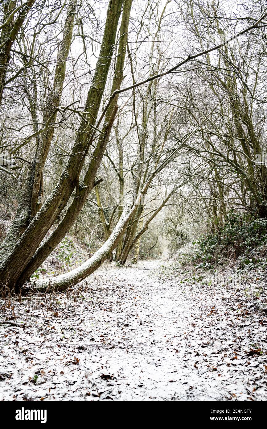 Snow Covered Footpath, Scottish Borders, United Kingdom Stock Photo - Alamy