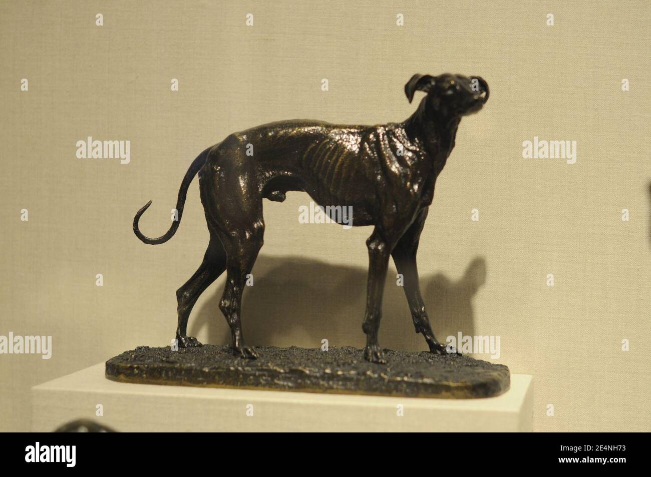 Spanish greyhound hi-res stock photography and images - Alamy