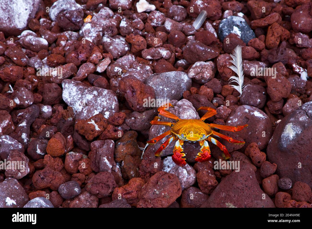 Zayapa, Islas Galapagos, Ecuador Stock Photo - Alamy