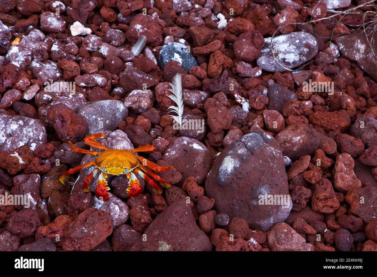 Zayapa, Islas Galapagos, Ecuador Stock Photo - Alamy
