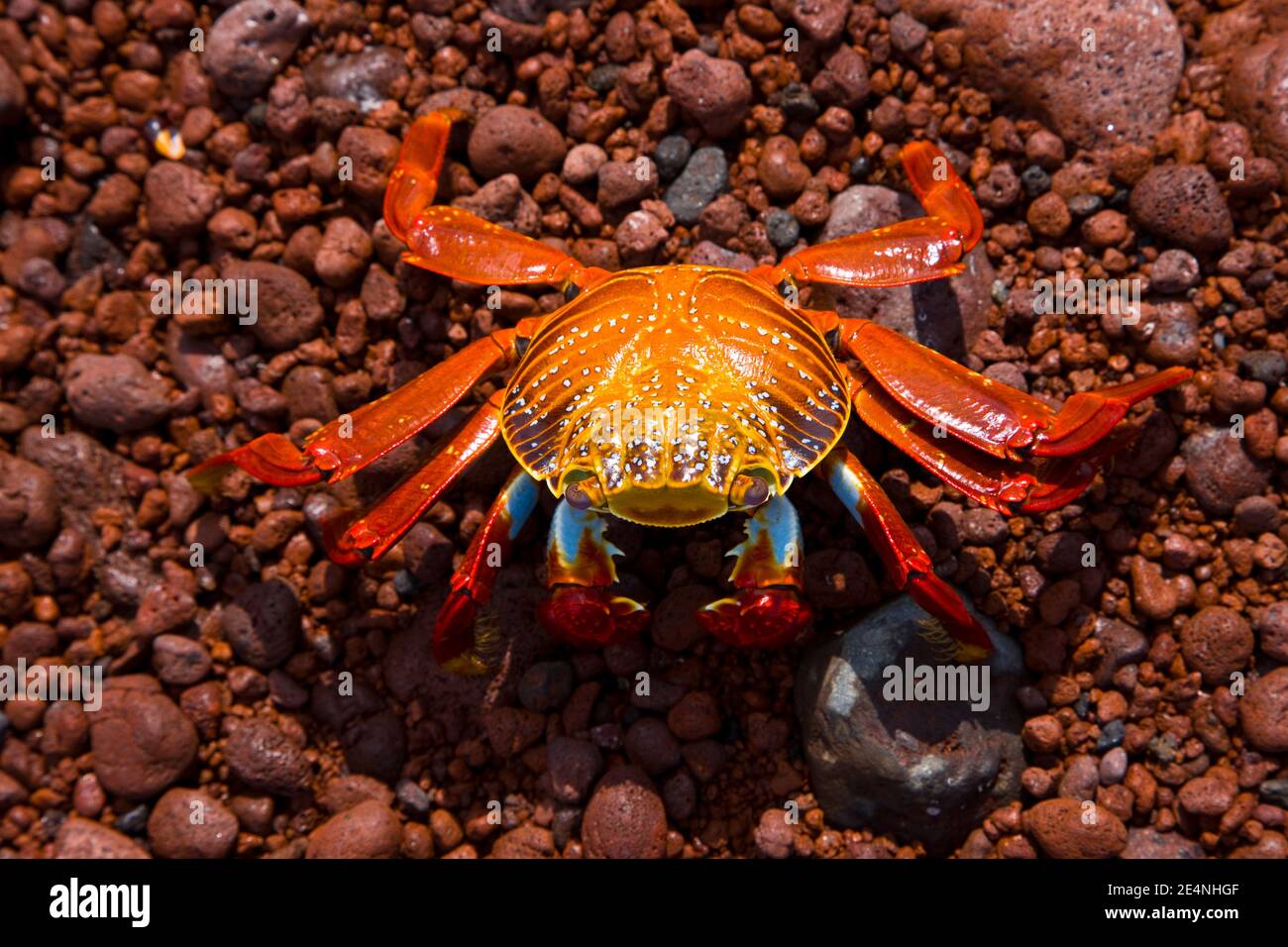 Zayapa, Islas Galapagos, Ecuador Stock Photo - Alamy