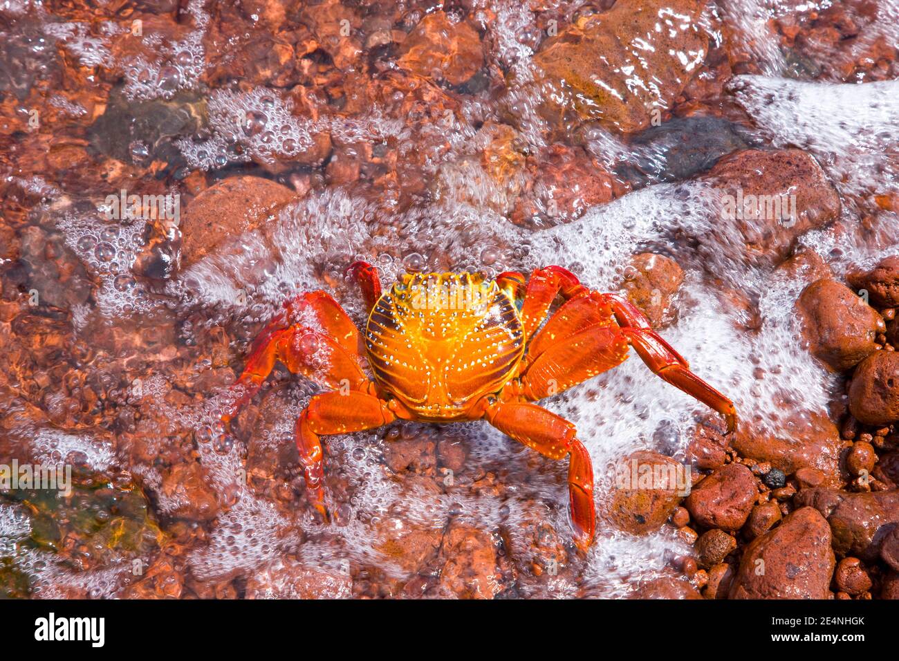 Zayapa, Islas Galapagos, Ecuador Stock Photo - Alamy