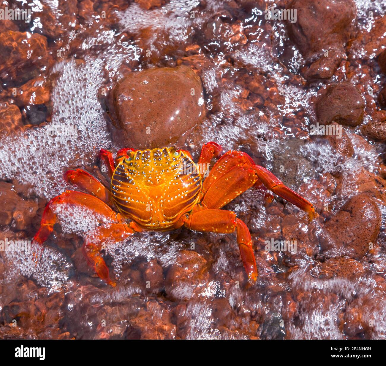Zayapa, Islas Galapagos, Ecuador Stock Photo - Alamy