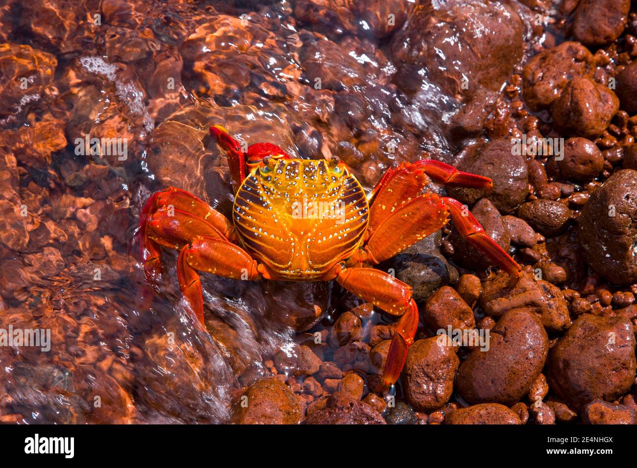 Zayapa, Islas Galapagos, Ecuador Stock Photo - Alamy
