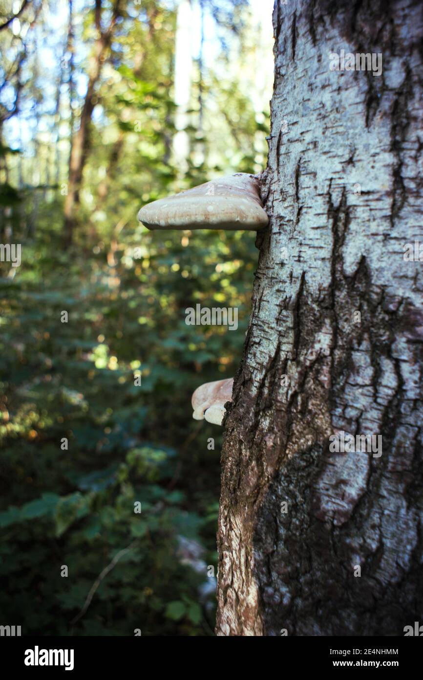 Mushrooms growing on birch tree hi-res stock photography and images - Alamy
